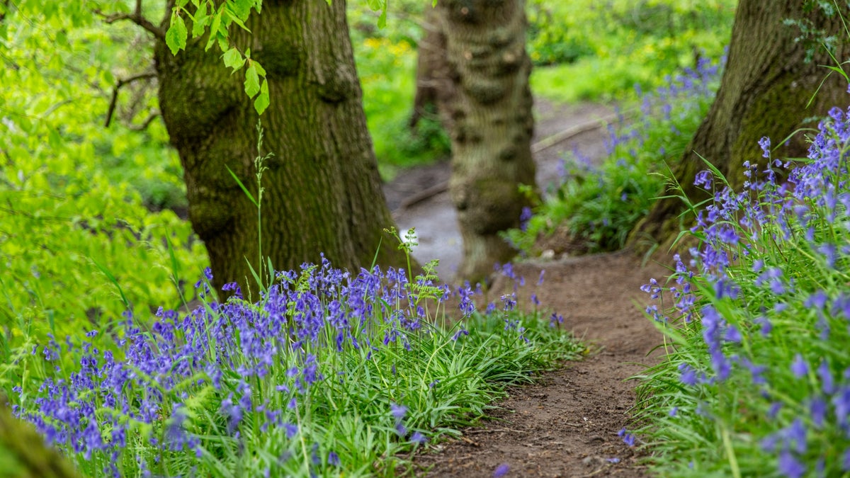 Southern Woods Walk | Cheshire | National Trust