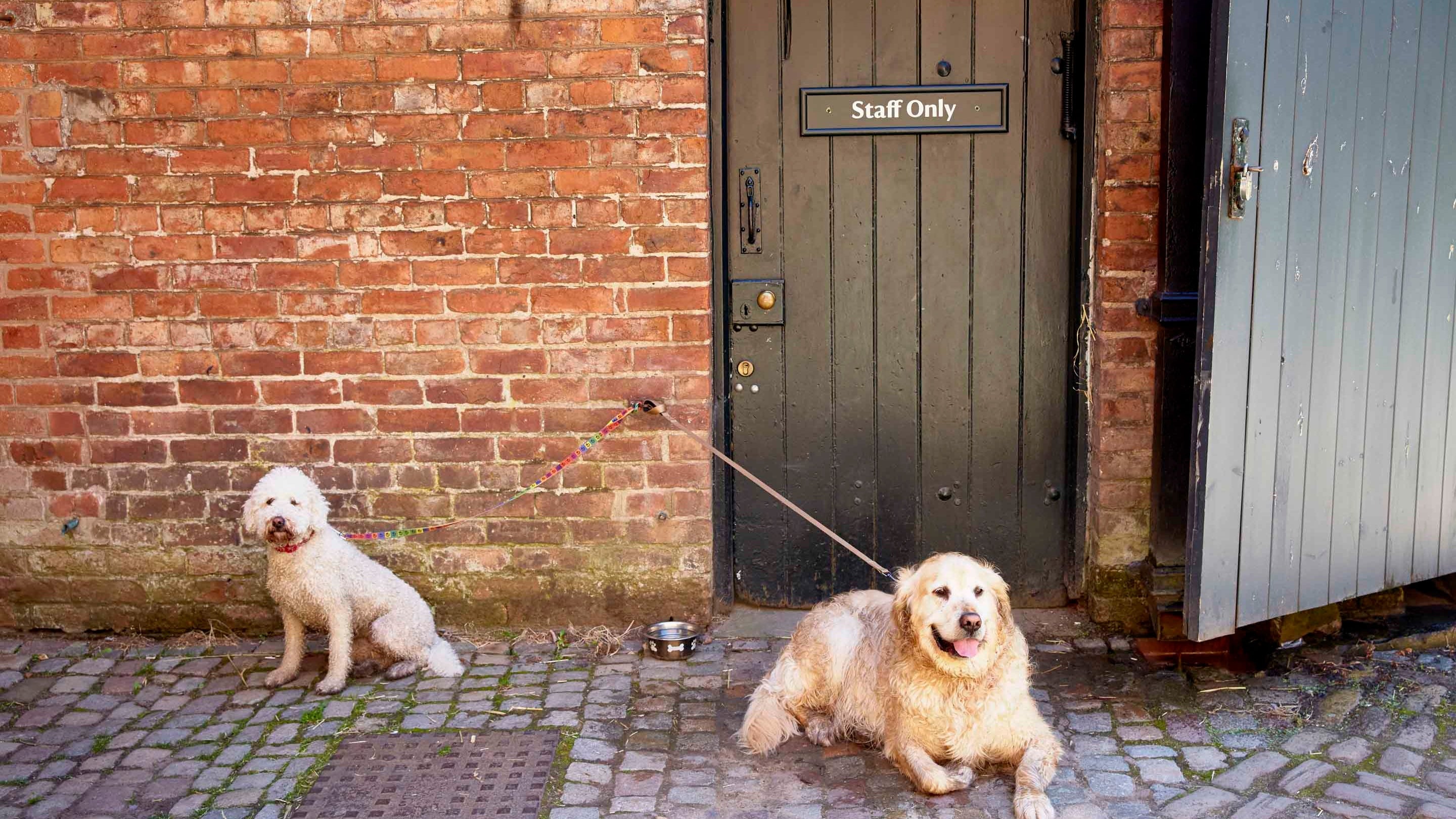 Dogs at Quarry Bank Mill | Cheshire | National Trust