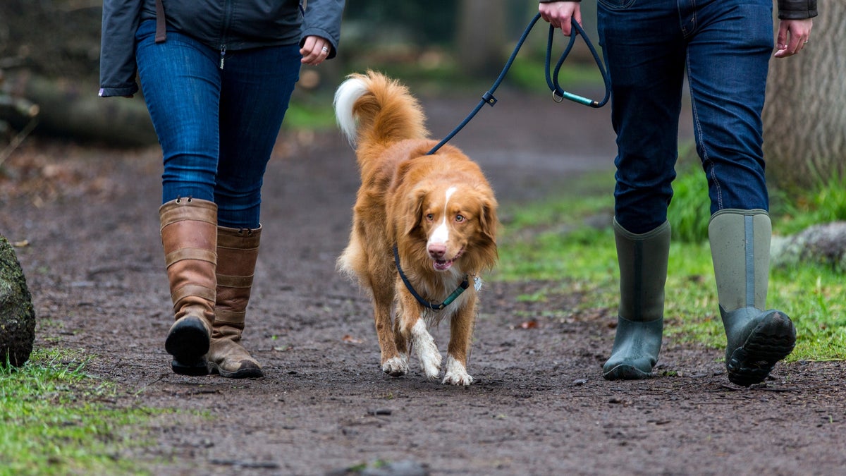 Dog walking at Chartwell | Kent | National Trust