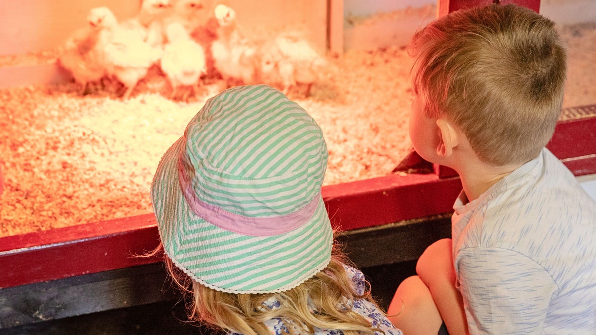 Family days out | Tatton Park | Cheshire | National Trust