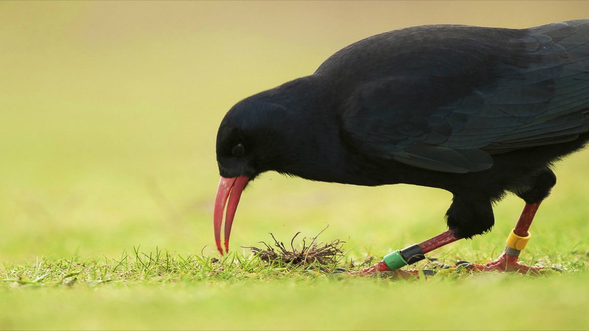 Chough conservation in Cornwall and Wales | National Trust