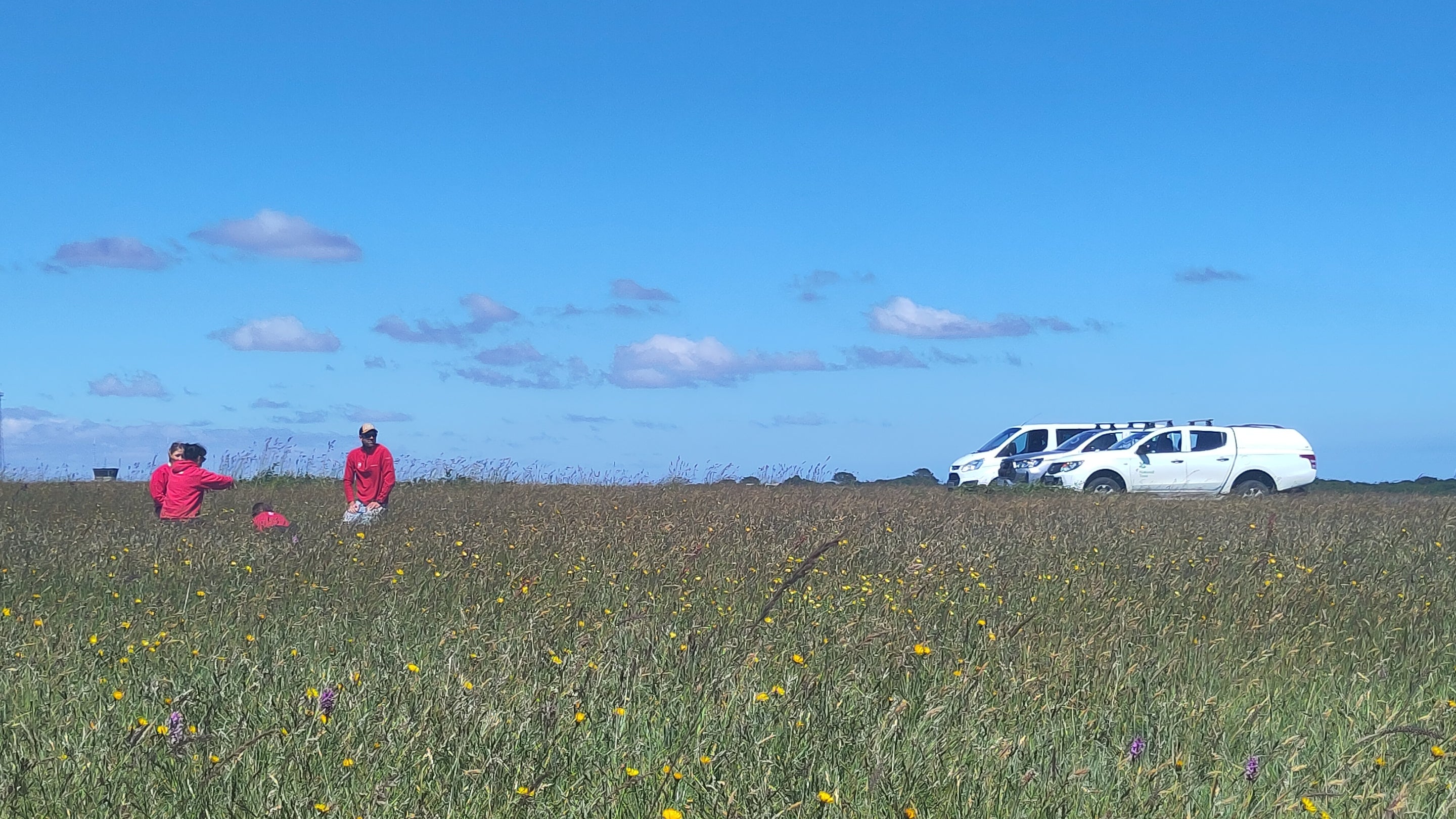 wildflower meadows cornwall