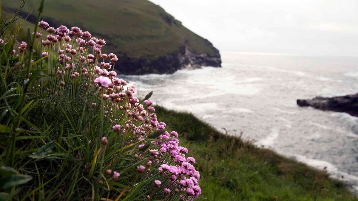 Crackington cracker walk | Cornwall | National Trust