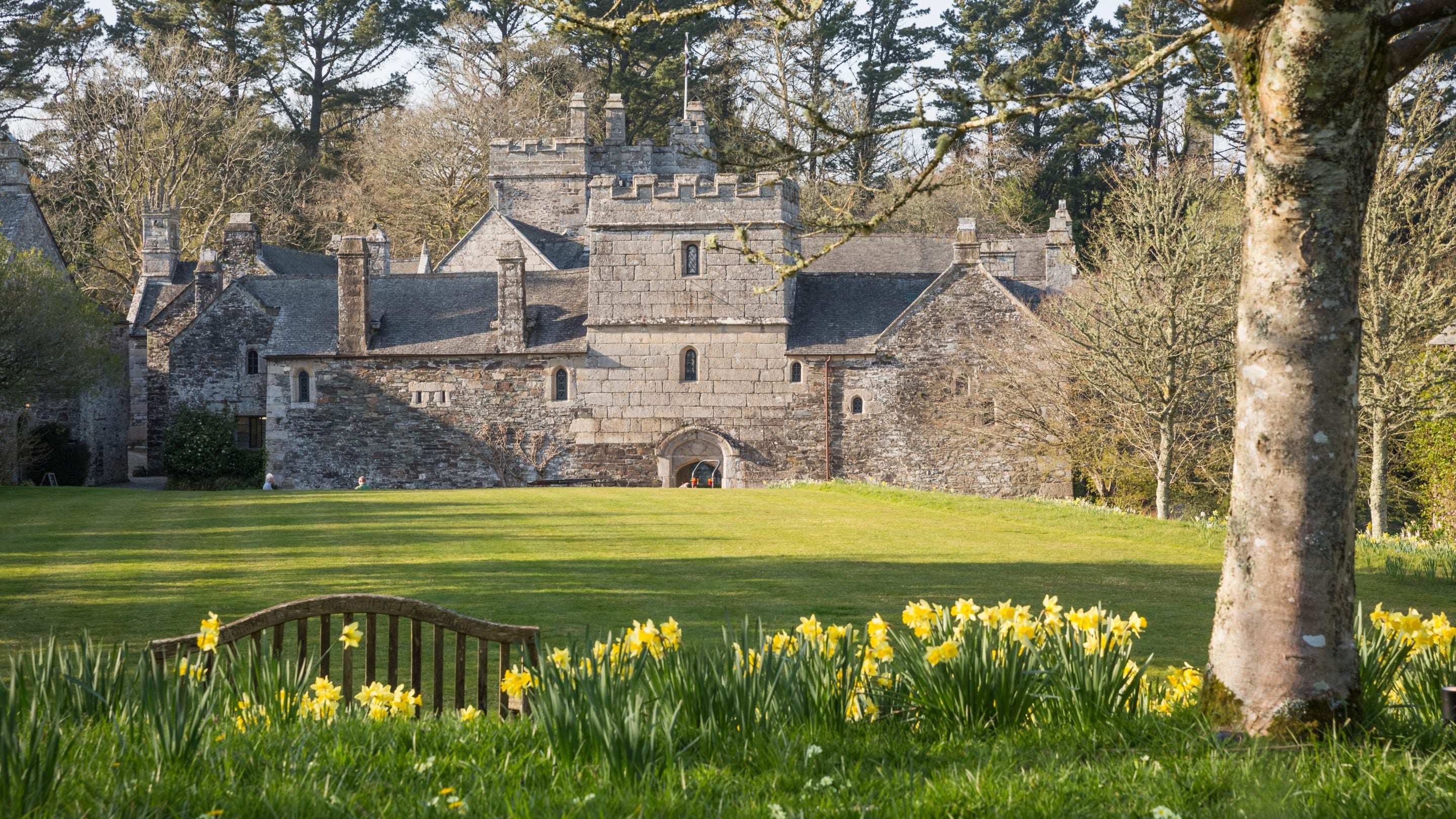 Daffodils at Cotehele| Cornwall | National Trust