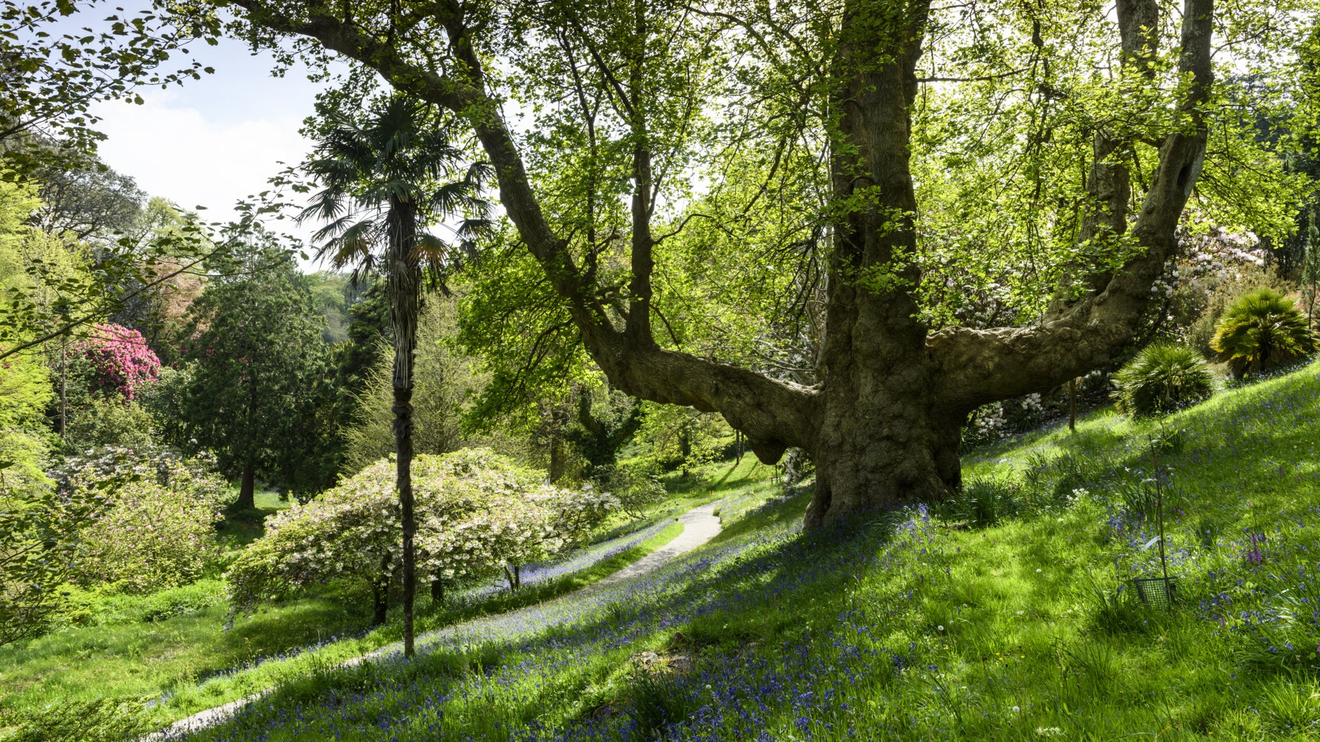 Laurel Maze At Glendurgan Garden Cornwall England Historic Maze At