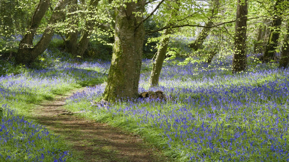 Protecting our environment and climate | National Trust