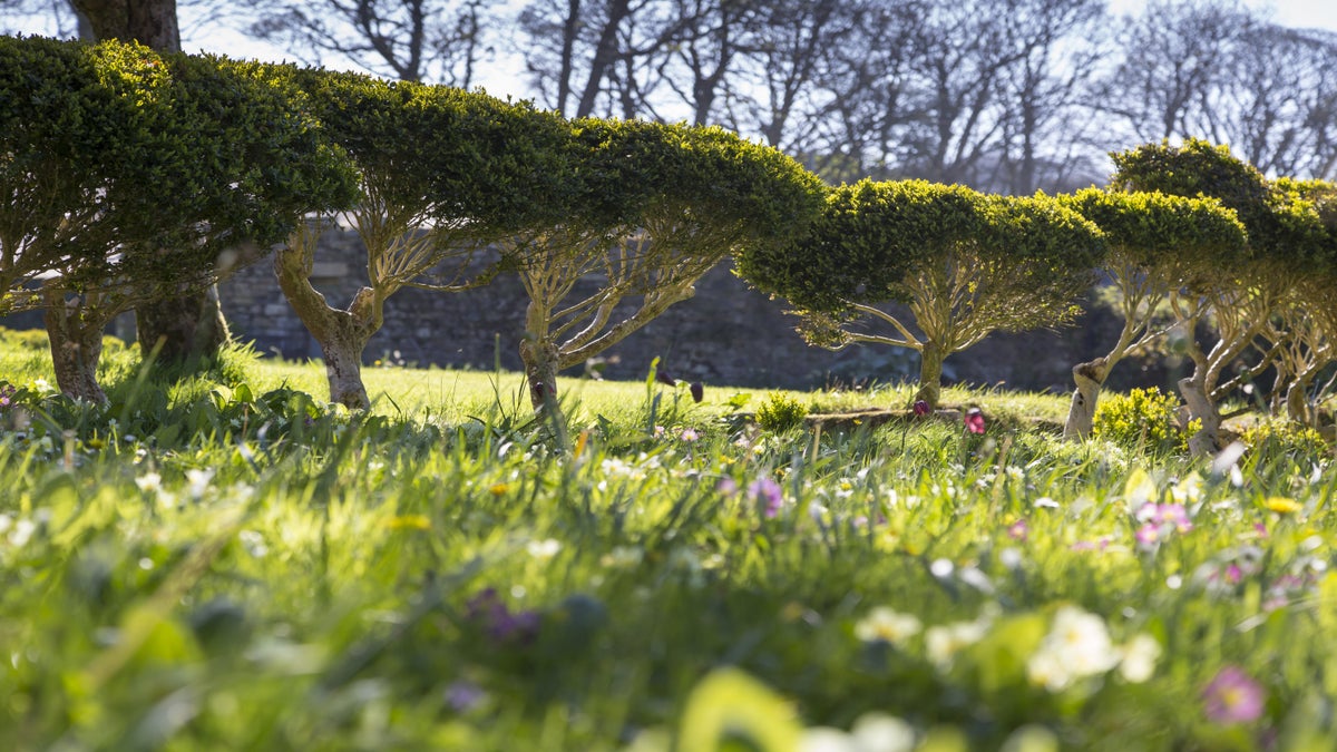 Visiting Godolphin's garden | Cornwall | National Trust