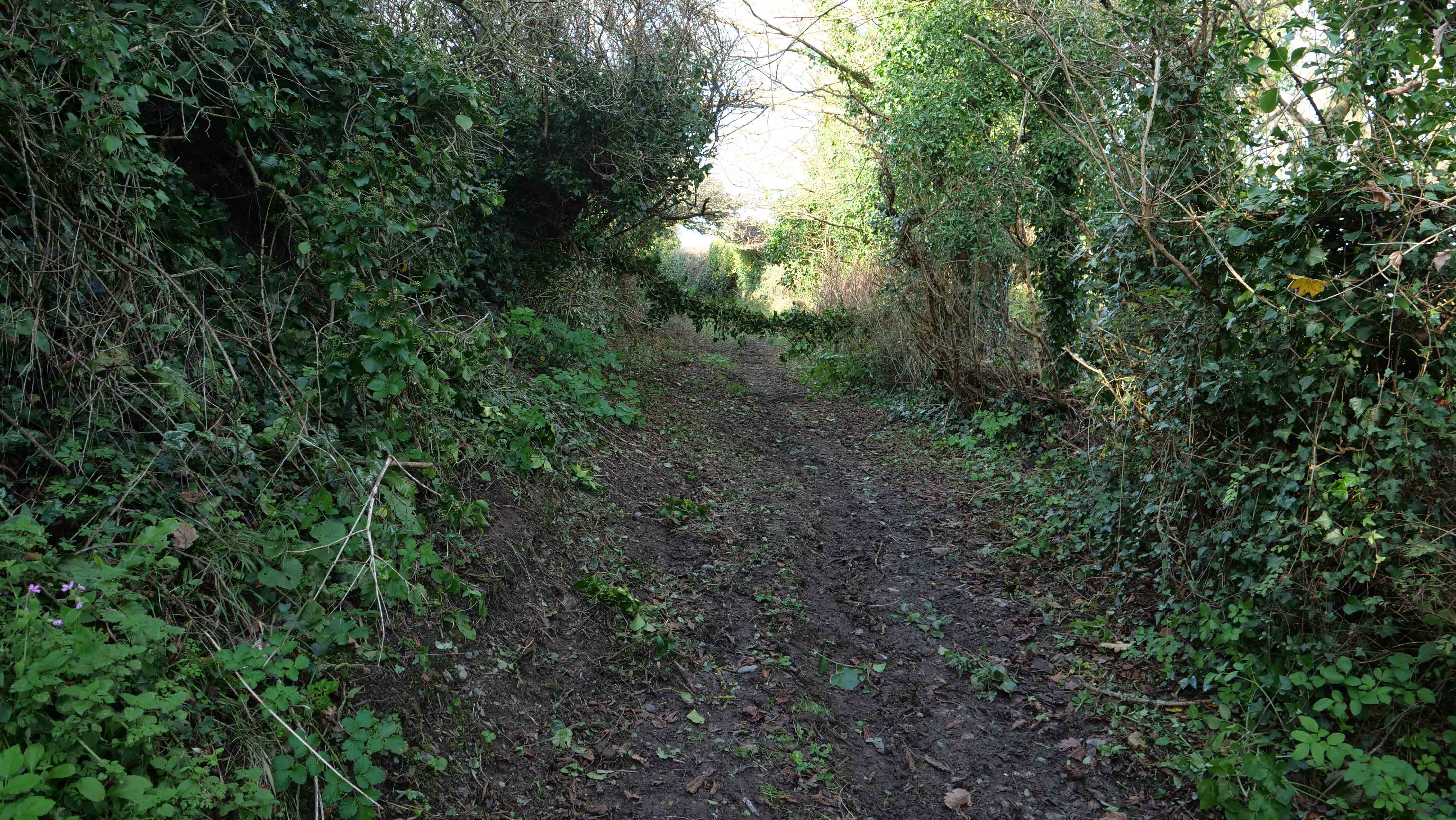 The Dodman | Cornwall | National Trust