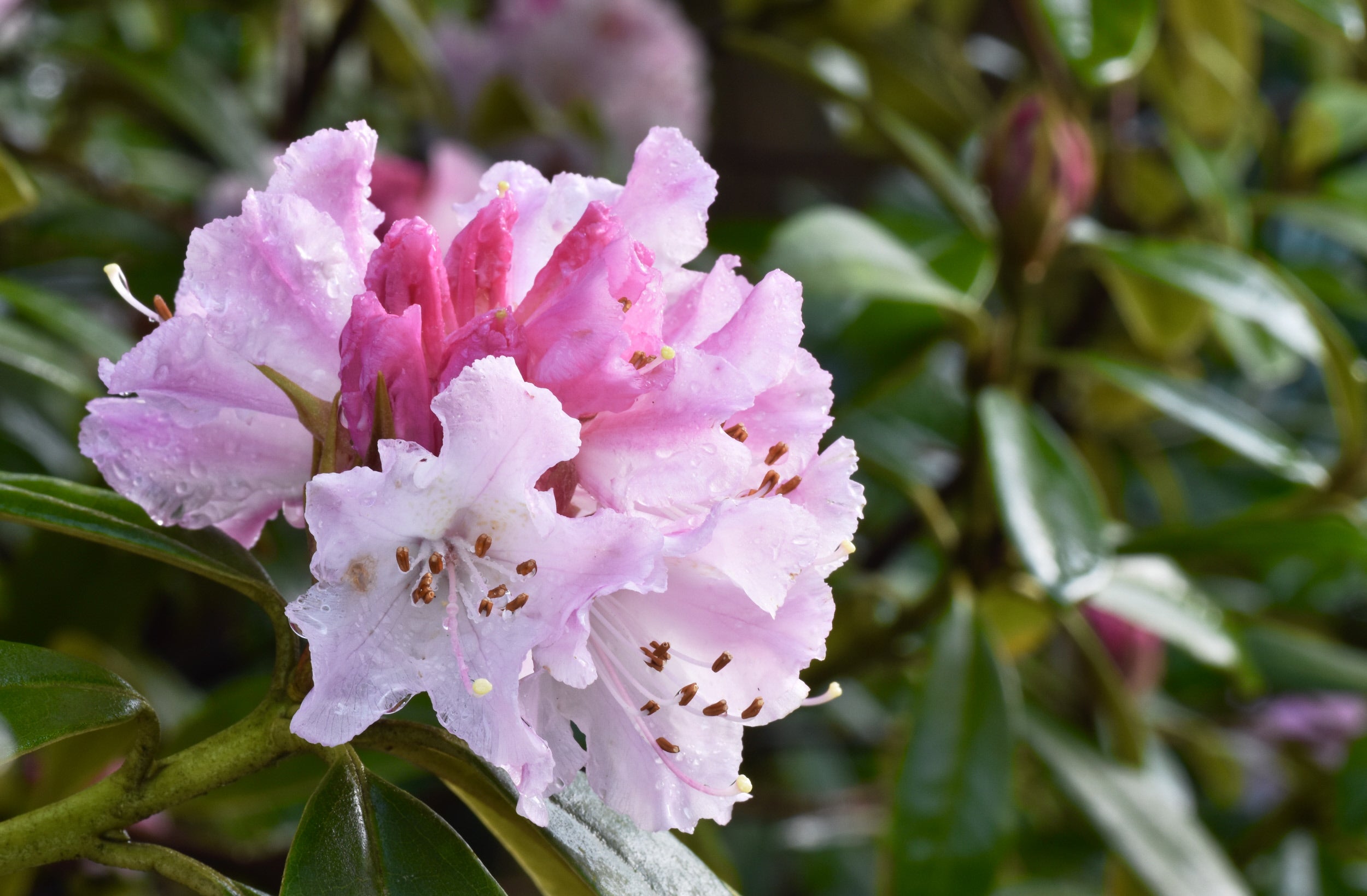 Explore the garden at Trelissick | Cornwall | National Trust