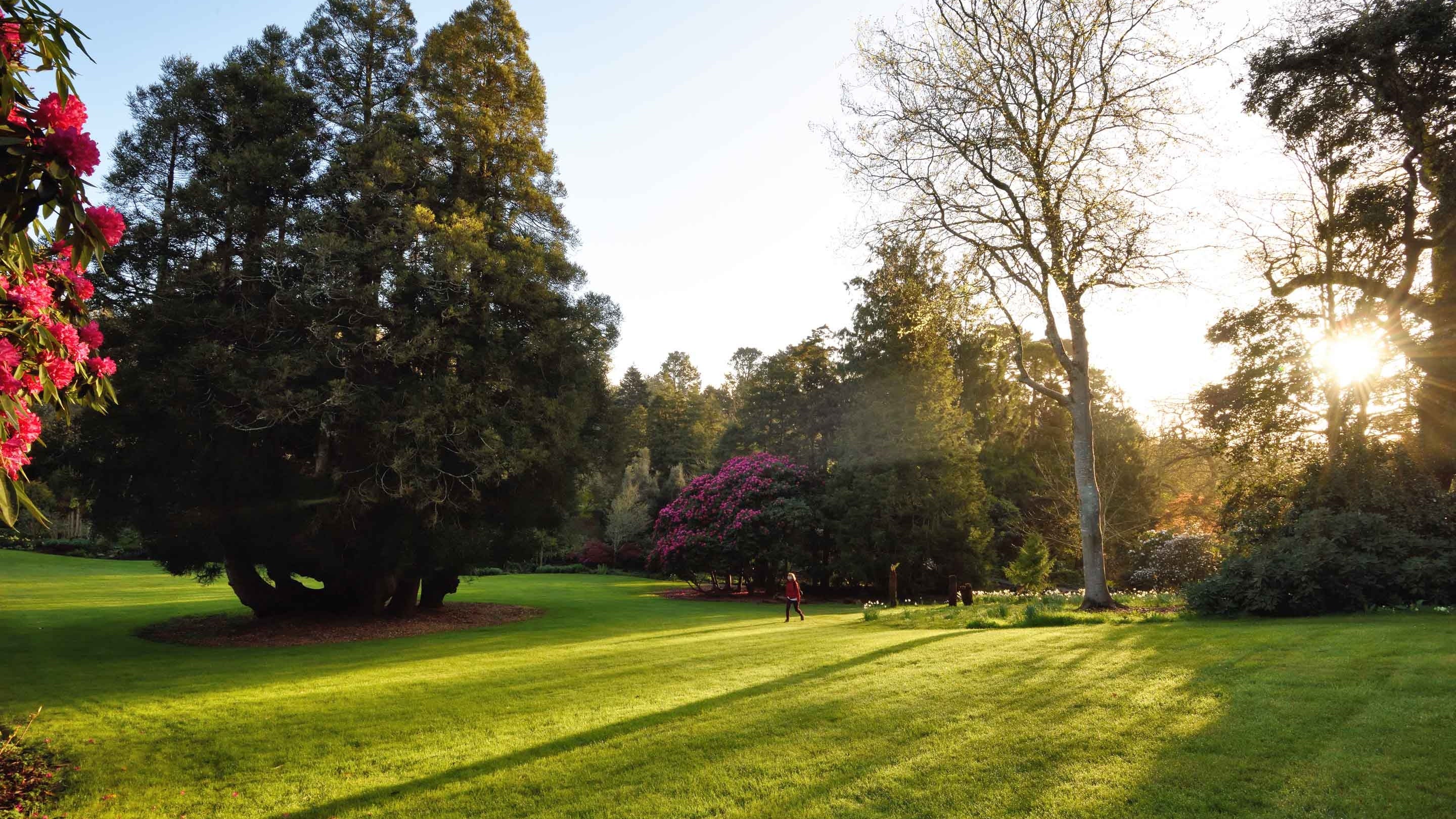 Explore the garden at Trelissick | Cornwall | National Trust