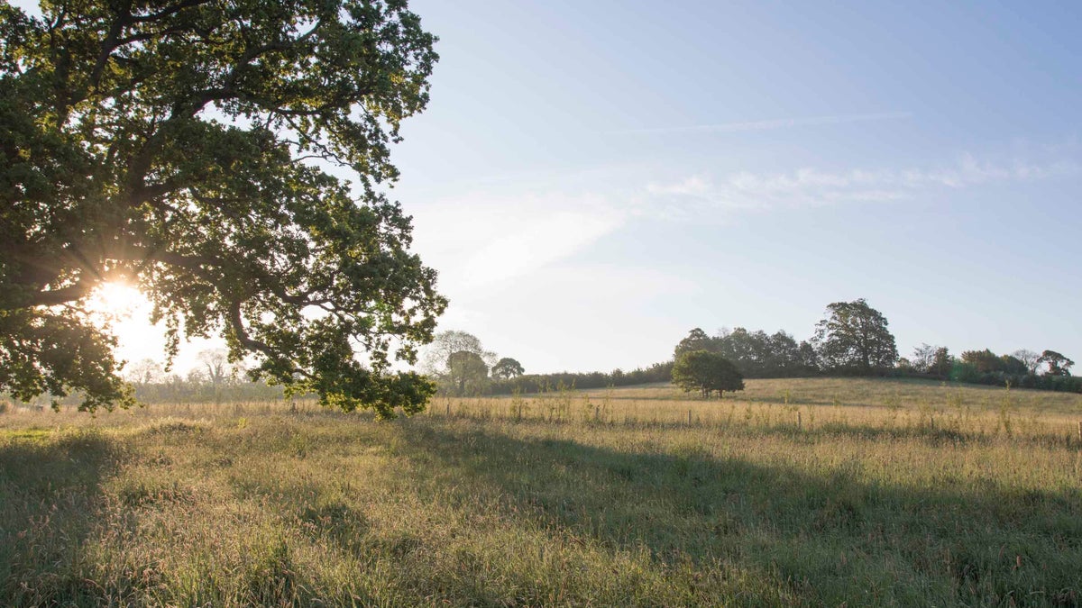 Explore Lower Halsdon Farm | Devon | National Trust