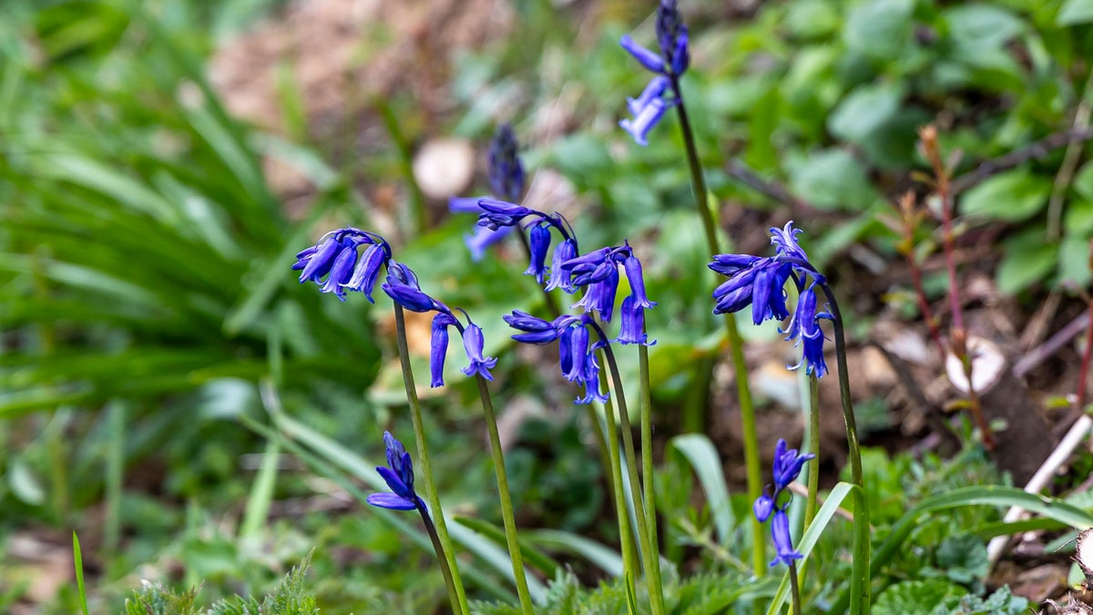 Buckland Abbey bluebell trail, Devon | National Trust