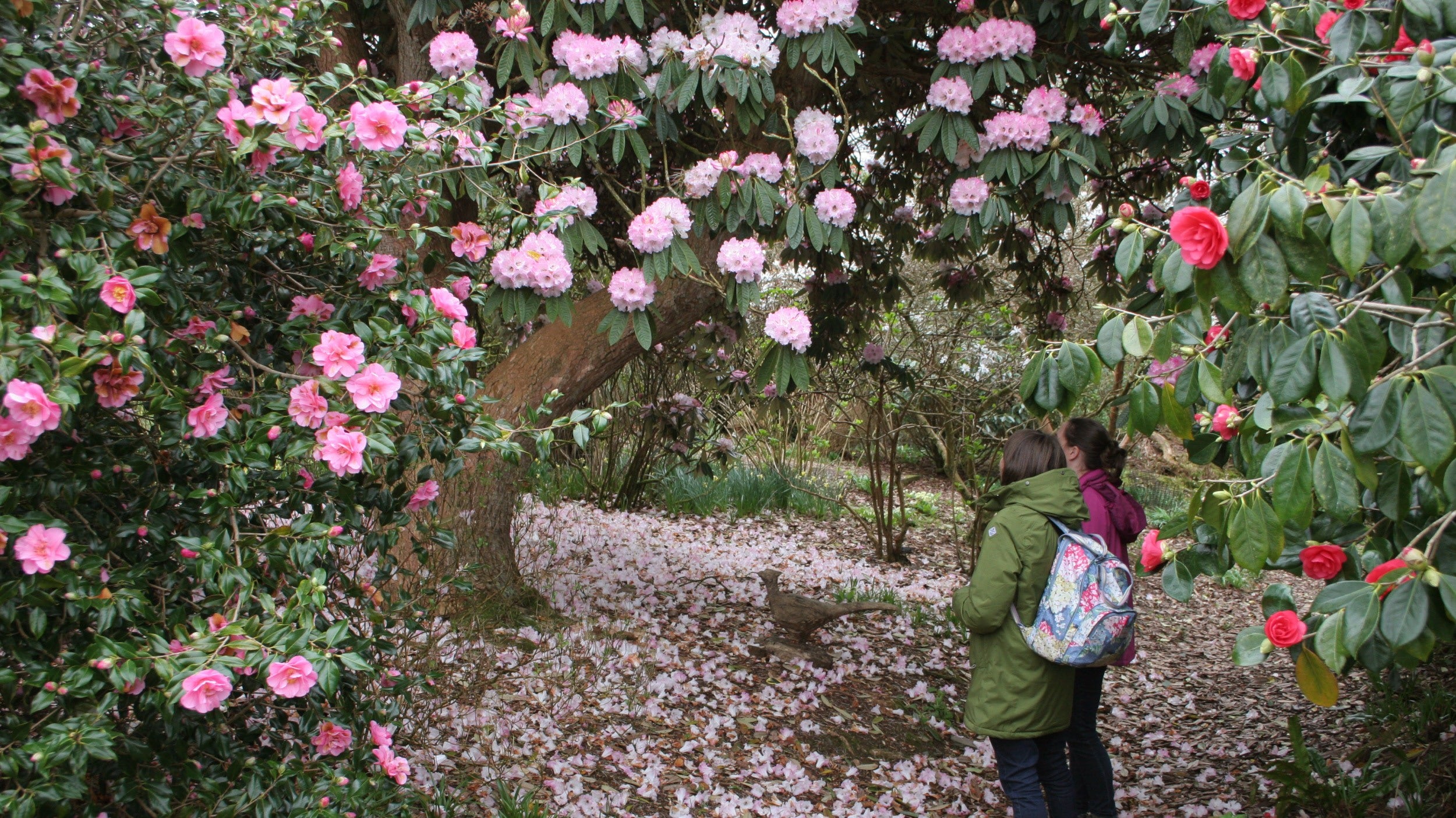 Gardens and parks in Devon | South West | National Trust