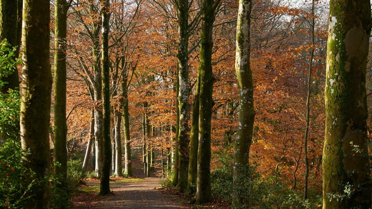 Visiting Castle Drogo's garden | Devon | National Trust