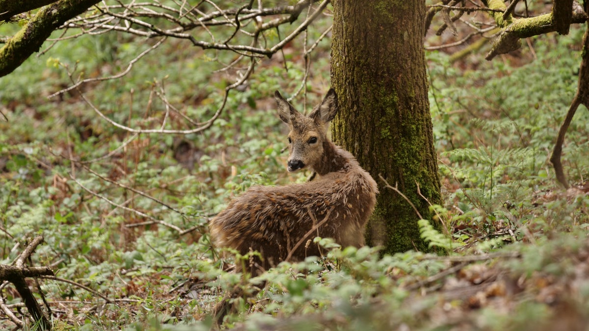 Visiting Teign Gorge|Castle Drogo| Devon | National Trust