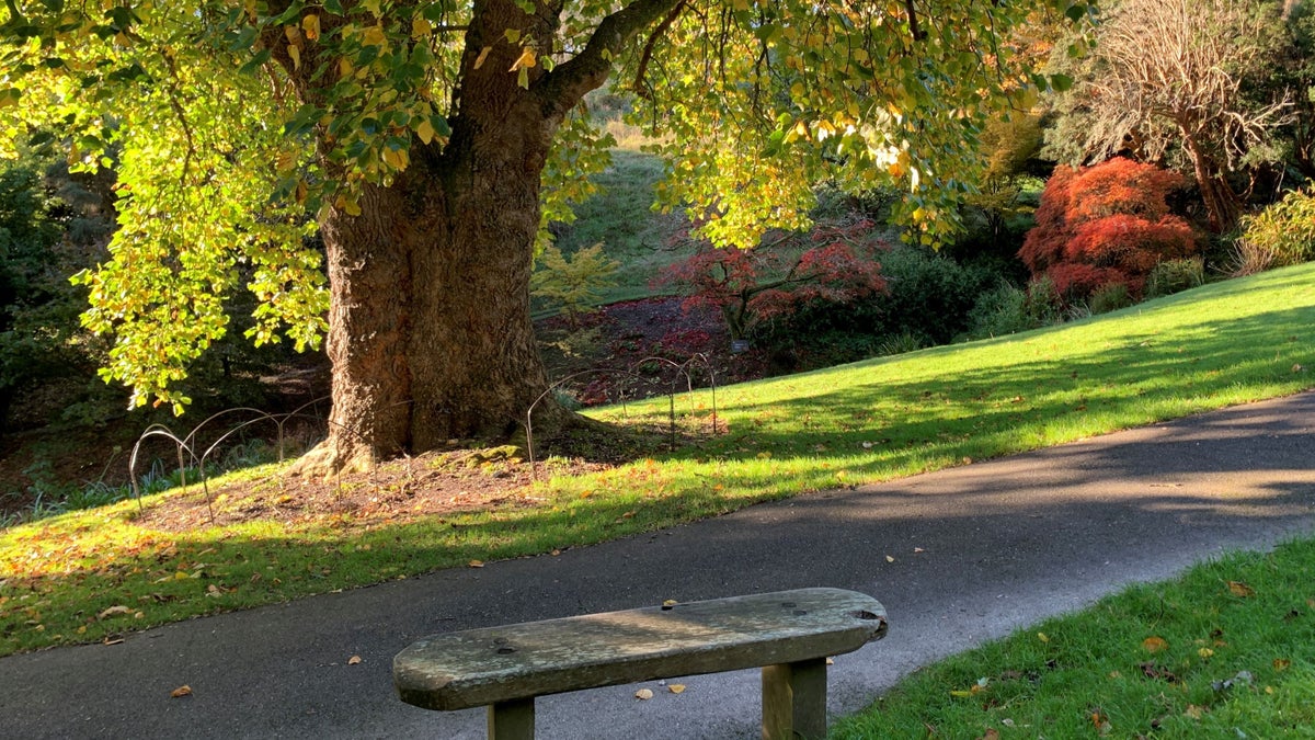 Visiting Coleton Fishacre's garden | Devon | National Trust
