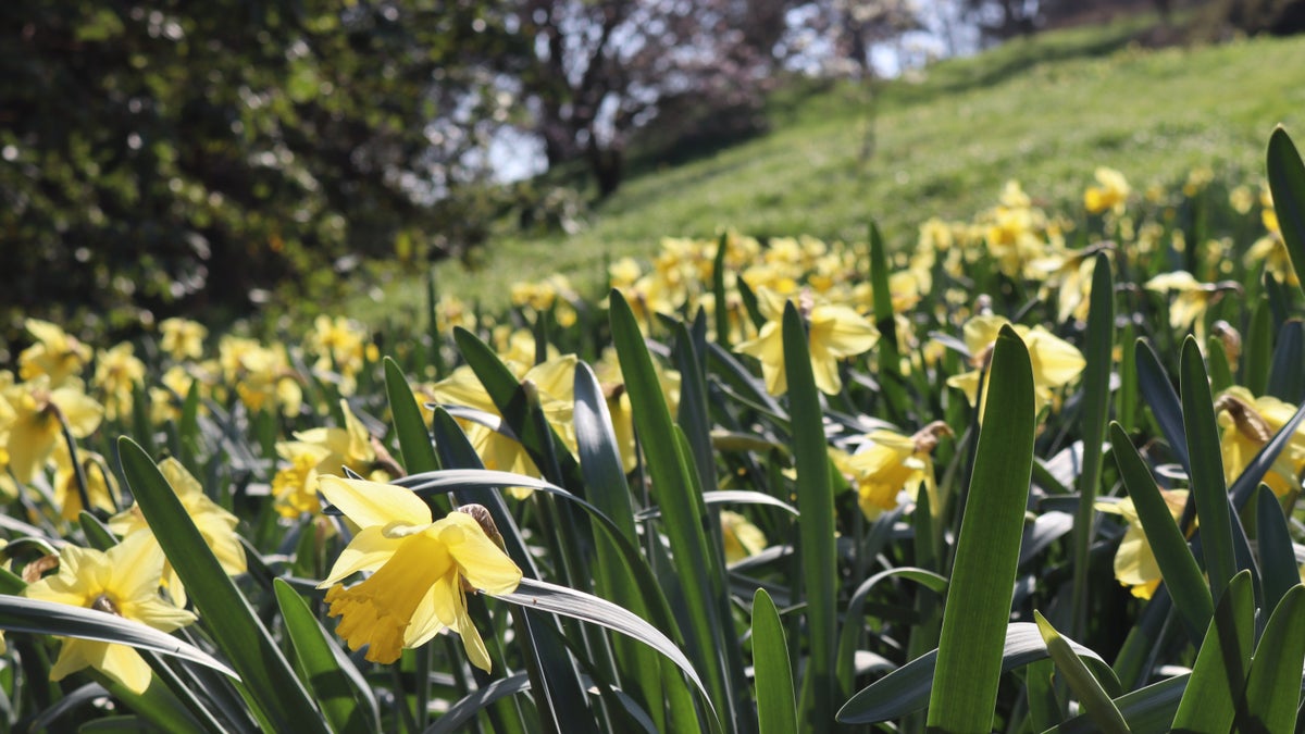 Visiting Coleton Fishacre's garden | Devon | National Trust
