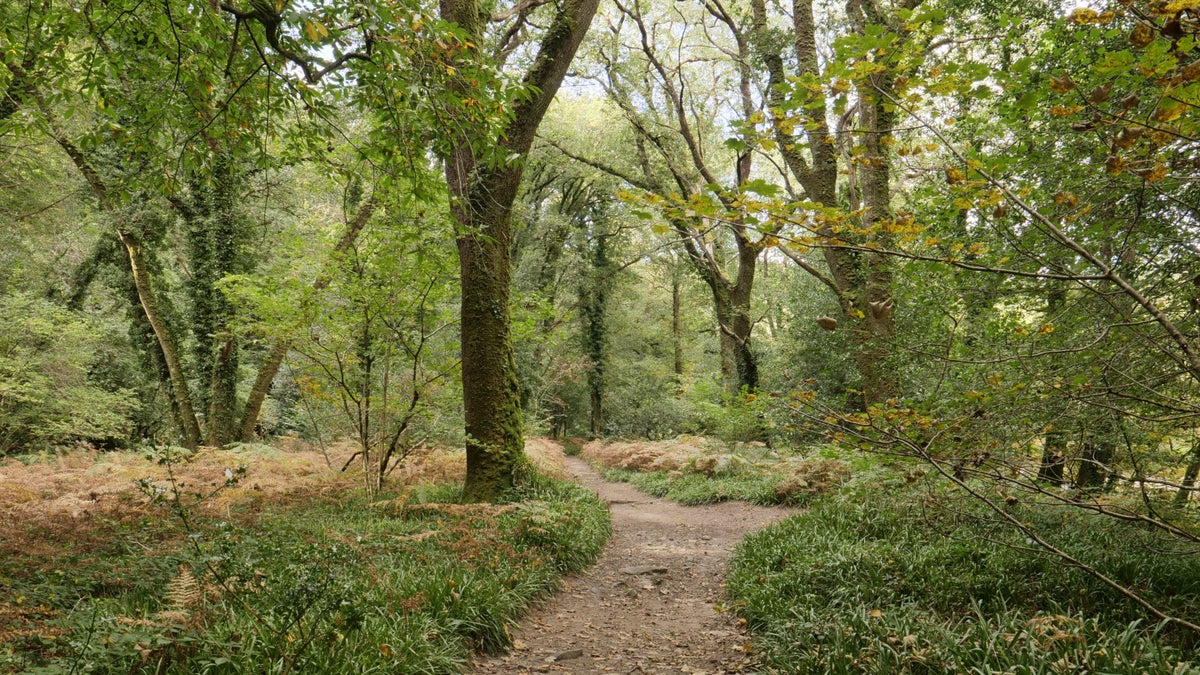Visiting Hembury and Holne Woods | Devon | National Trust