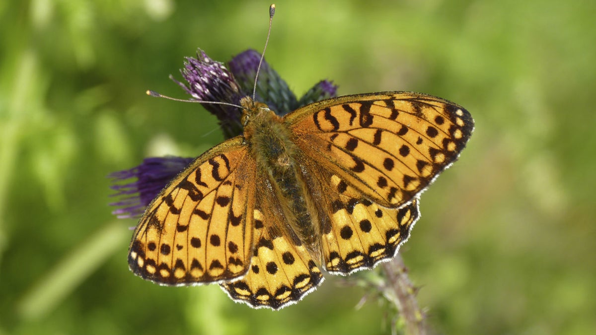 Heddon Valley butterfly walk | Devon | National Trust