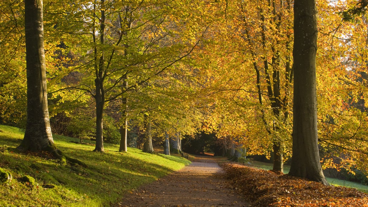 Killerton autumn garden stroll | Devon | National Trust