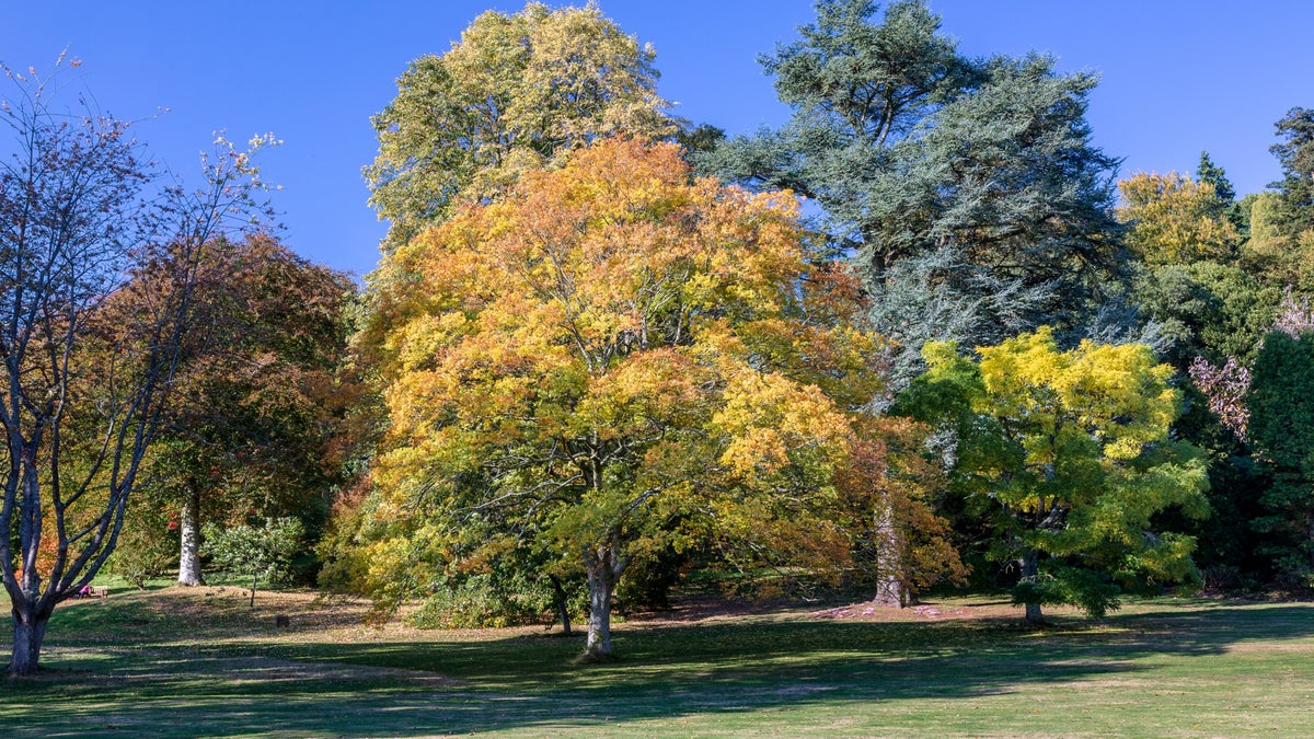 Visiting Killerton's garden | Devon | National Trust