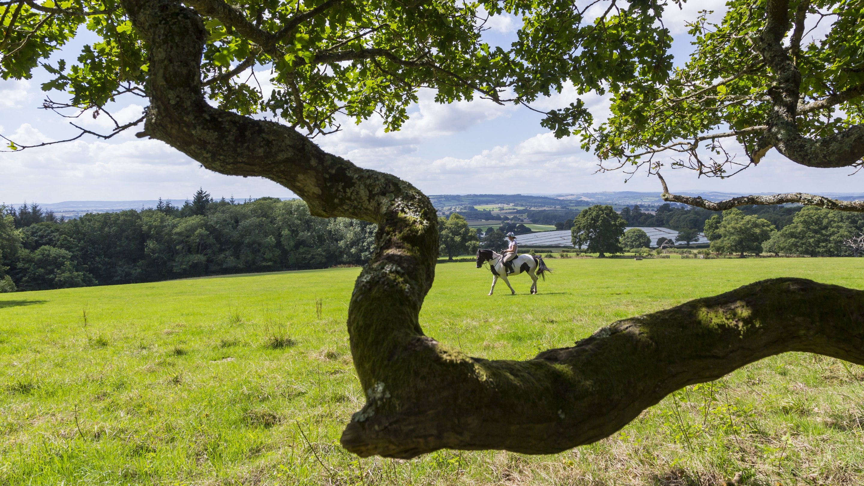 Horse riding at Killerton | Devon | National Trust