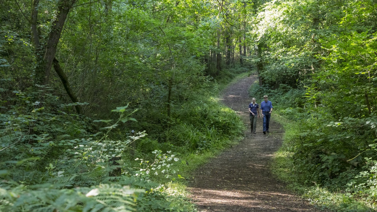 Danes Wood walk | Devon | National Trust