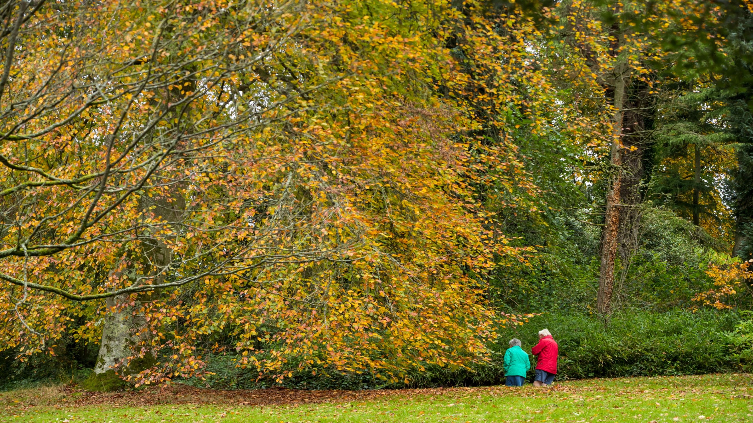 Visiting the Knightshayes garden | Devon | National Trust