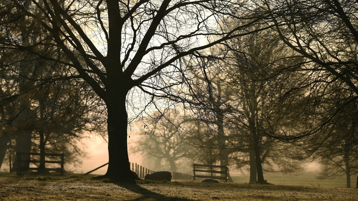 Knightshayes veteran tree walk | Devon | National Trust