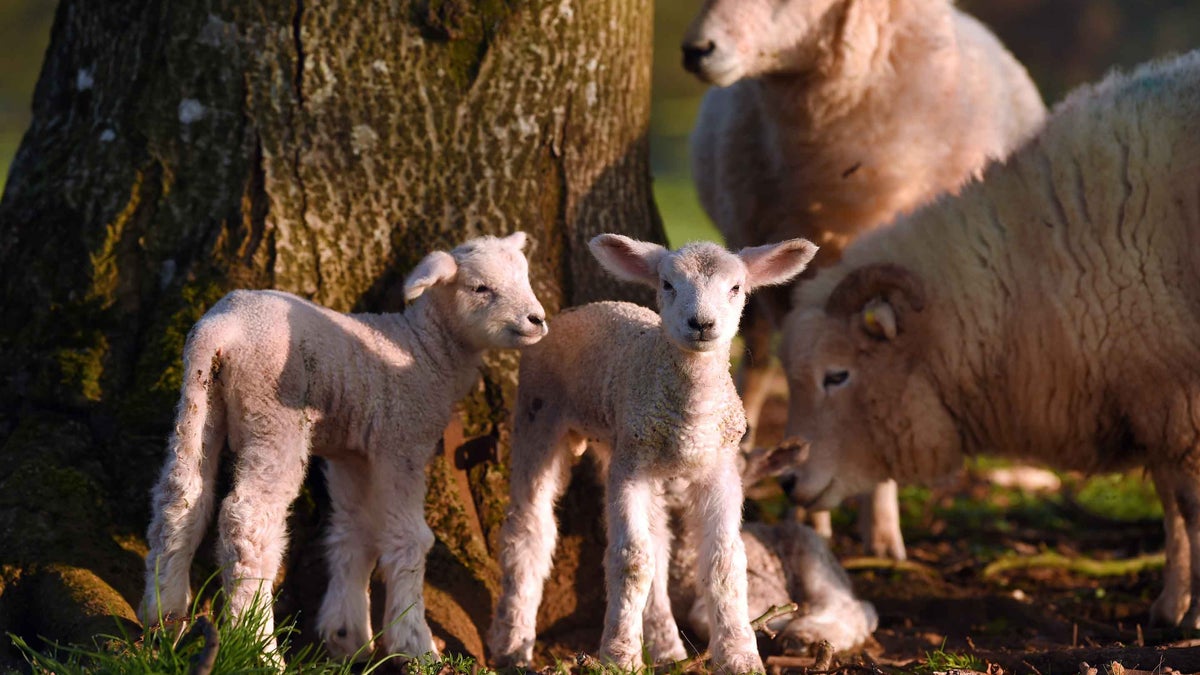 Places to see lambs | National Trust
