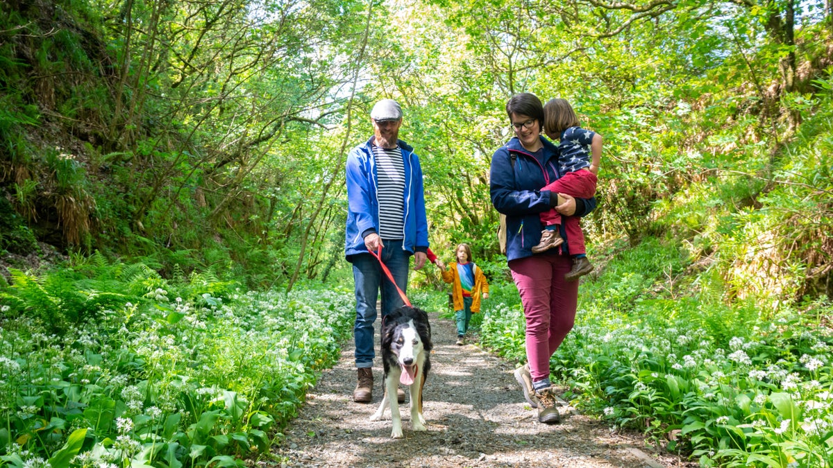 Walking dogs at Lydford Gorge | Devon | National Trust