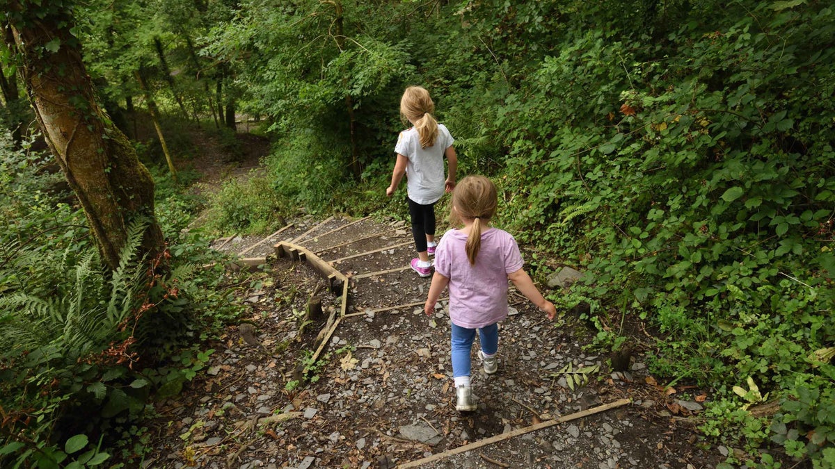 Explore Plymbridge Woods | Devon | National Trust