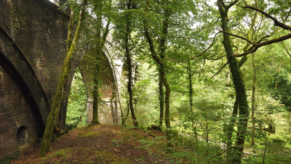Plymbridge Woods | Devon | National Trust