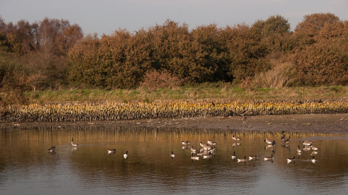 Visiting the park at Saltram | Devon | National Trust