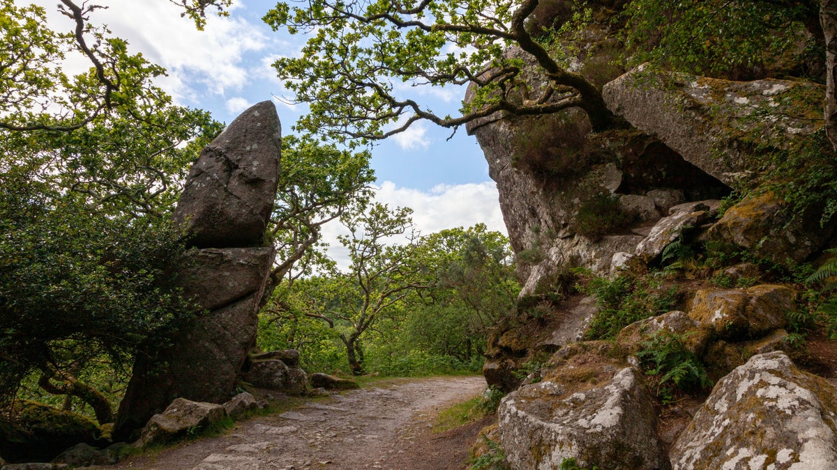 Dewerstone Wood short circular walk | Devon | National Trust