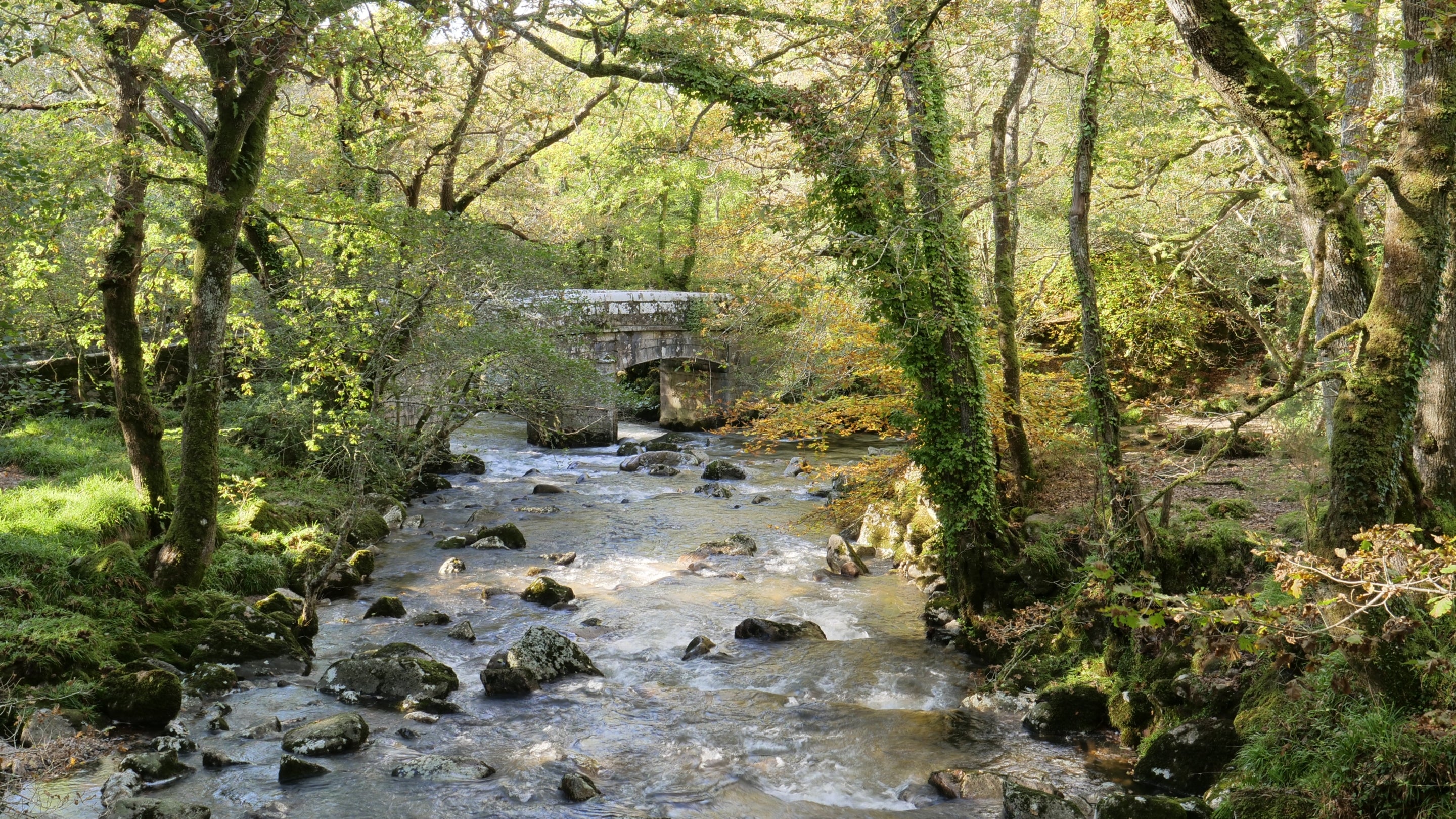 Shaugh Bridge | Devon | National Trust