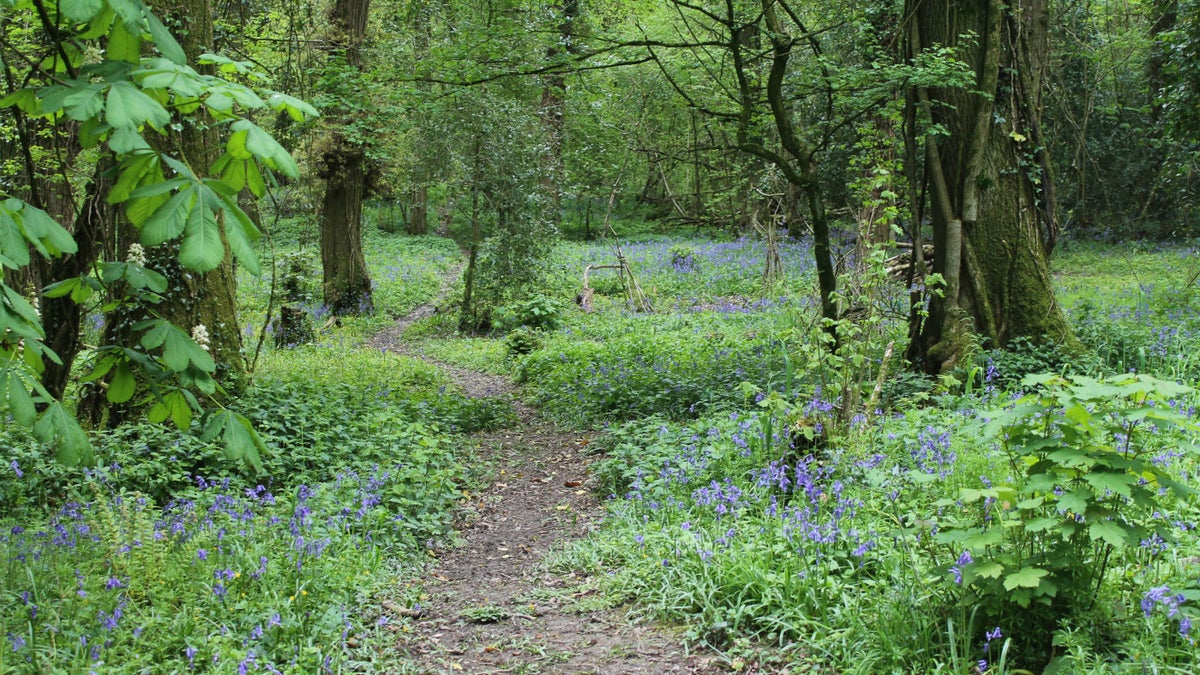 Combe Woods and wild flowers walk | Devon | National Trust