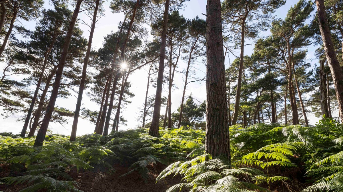 Habitat project | Brownsea Island | Dorset | National Trust