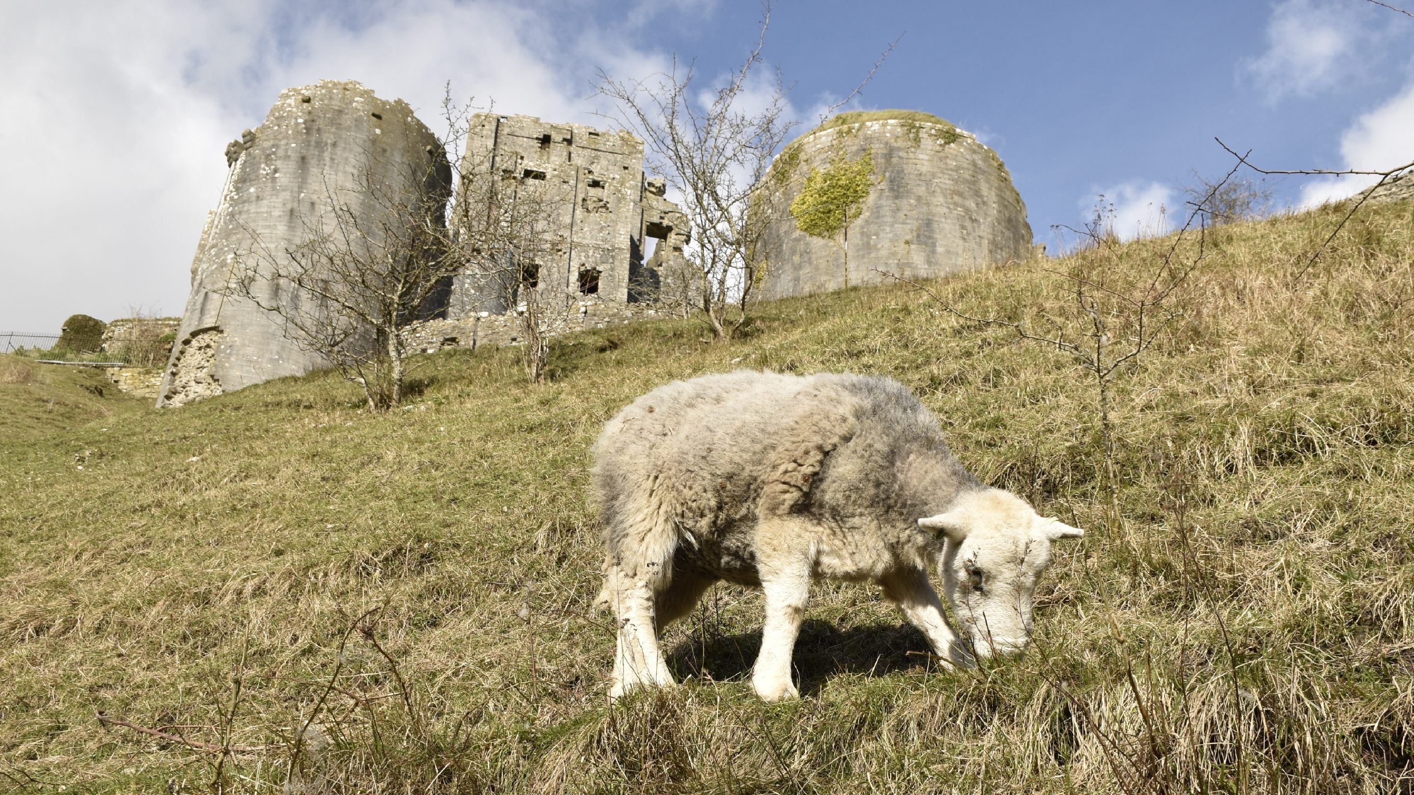 Conservation work at Corfe Castle | Dorset | National Trust