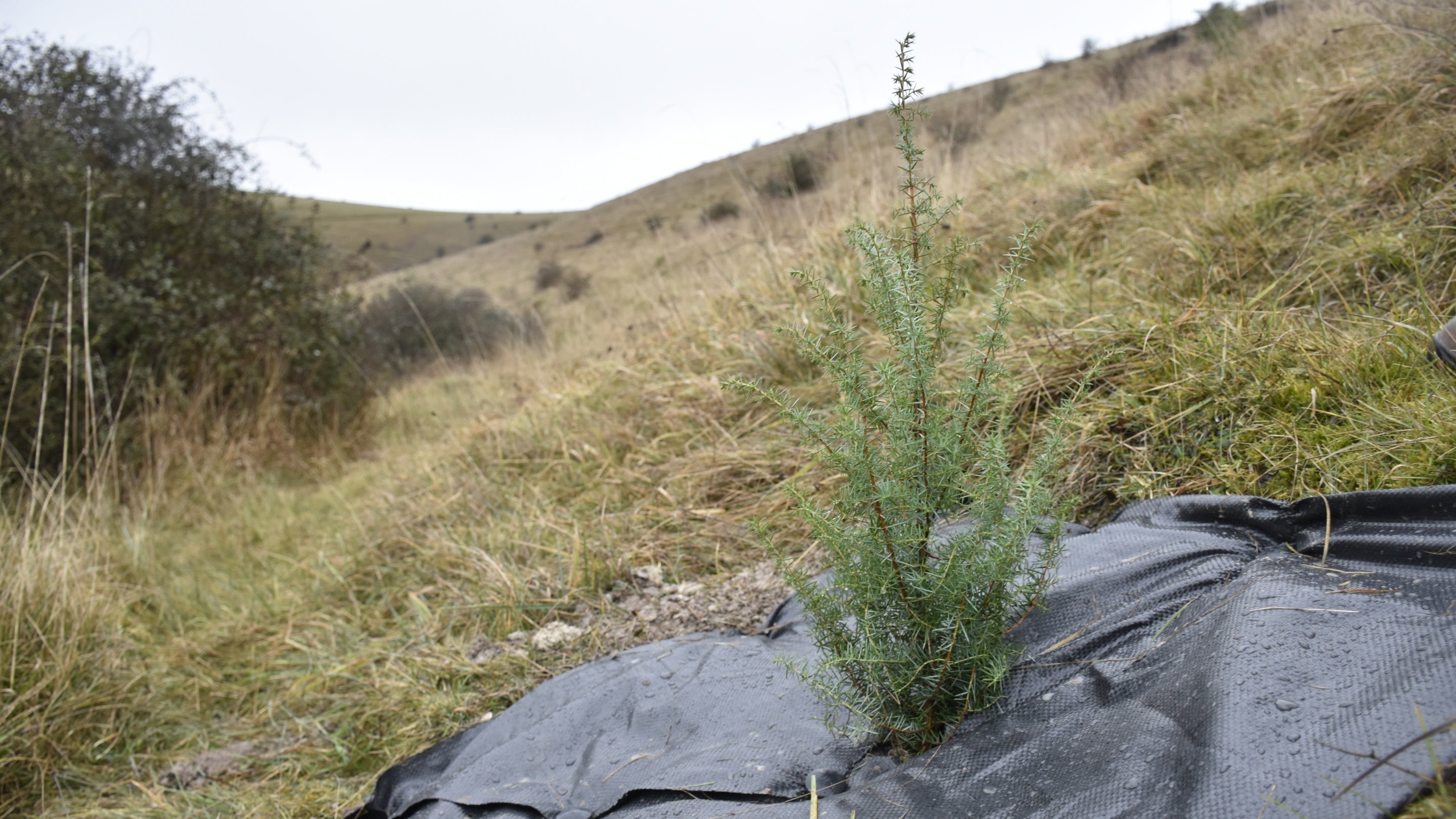Our work: saving wild juniper, Compton Down | National Trust