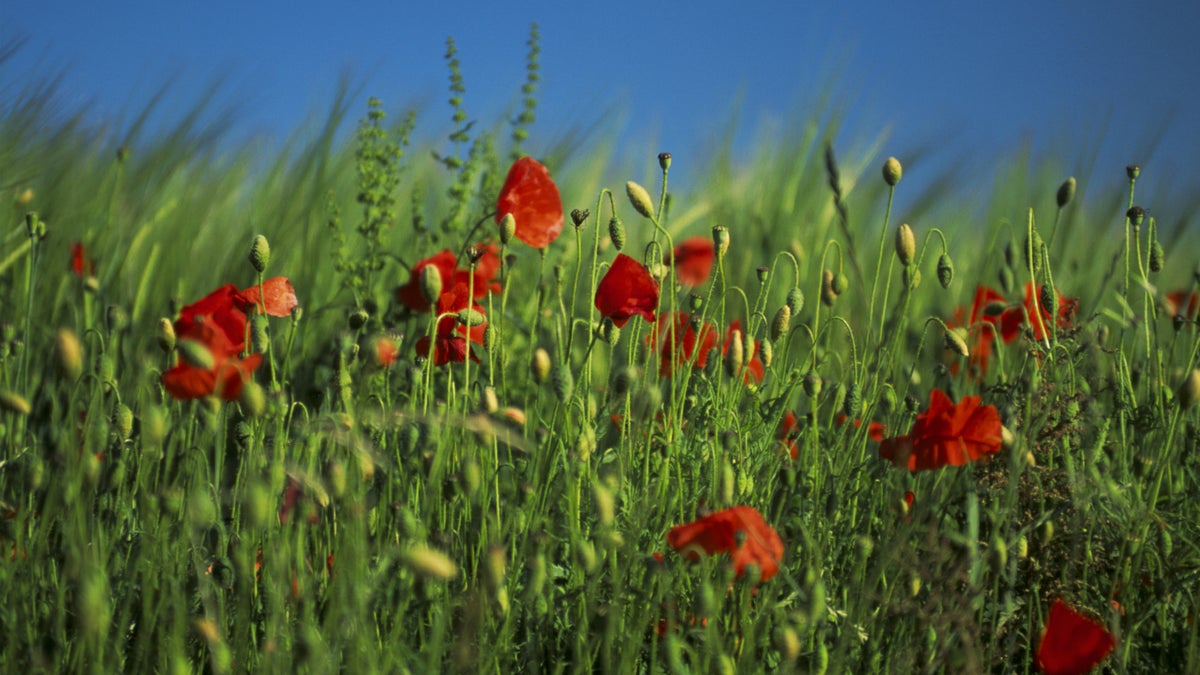 Fontmell Down walk | Dorset | National Trust