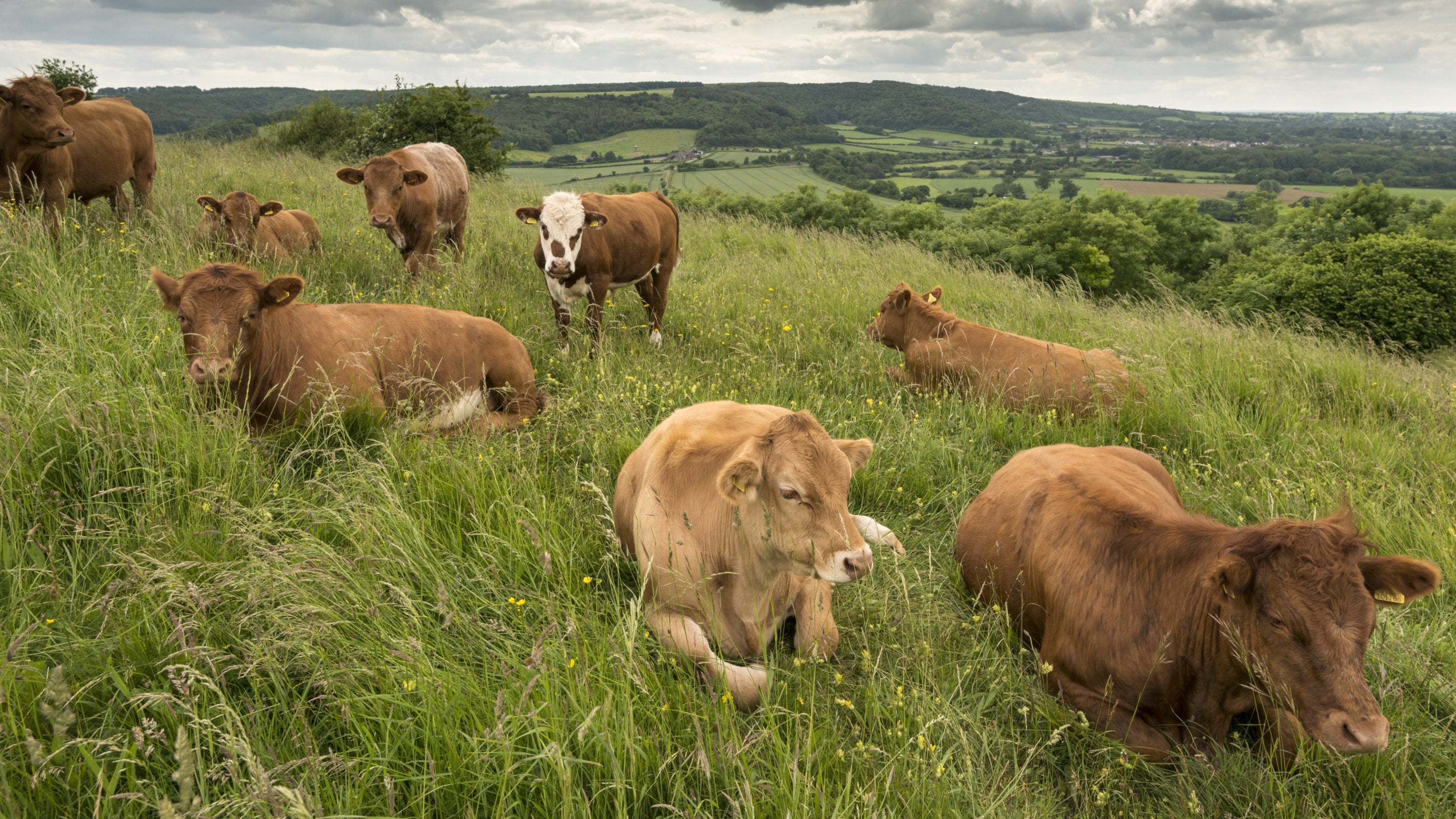 Hod Hill conservation project | Dorset | National Trust