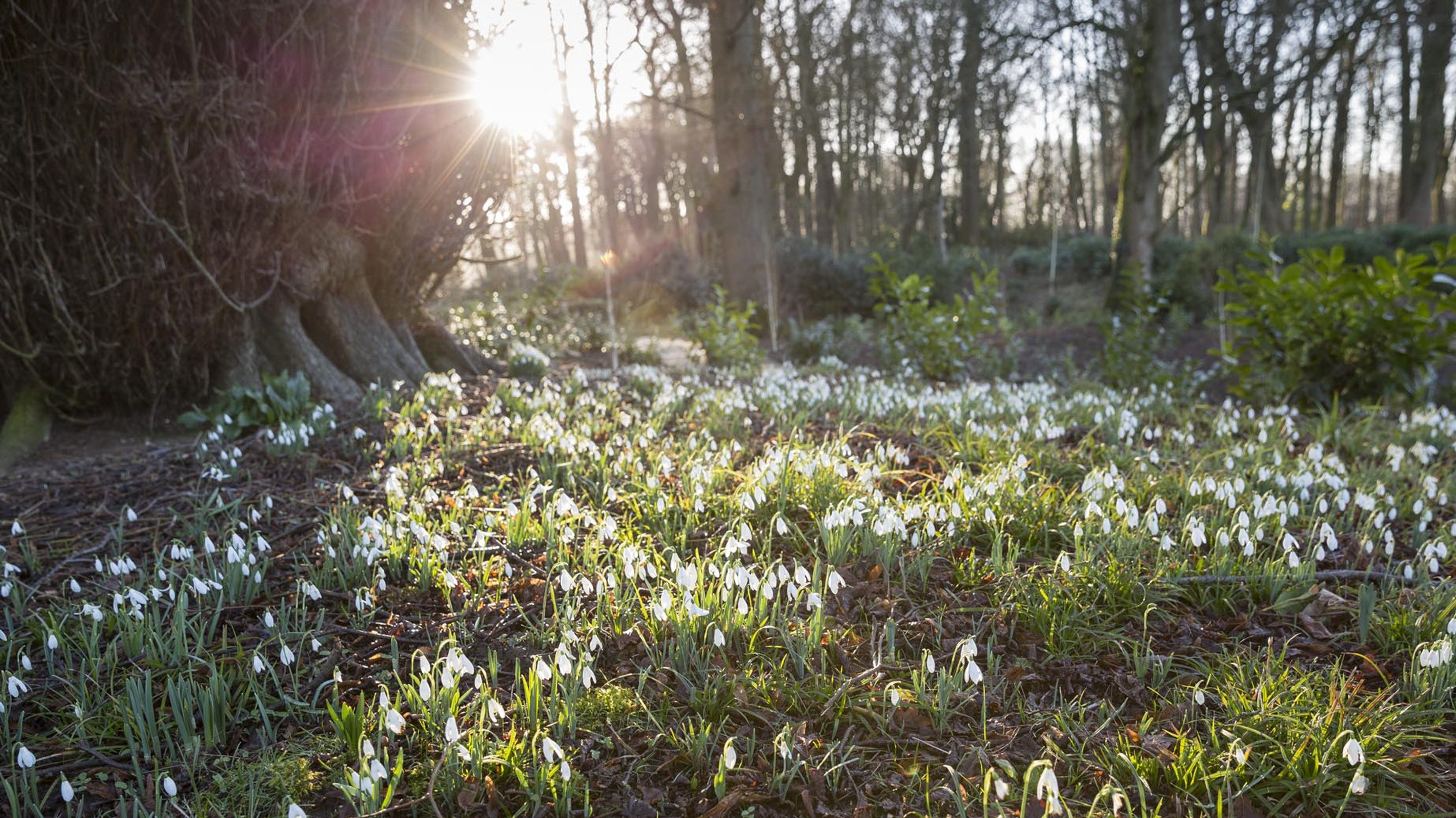 Where to see snowdrops | National Trust