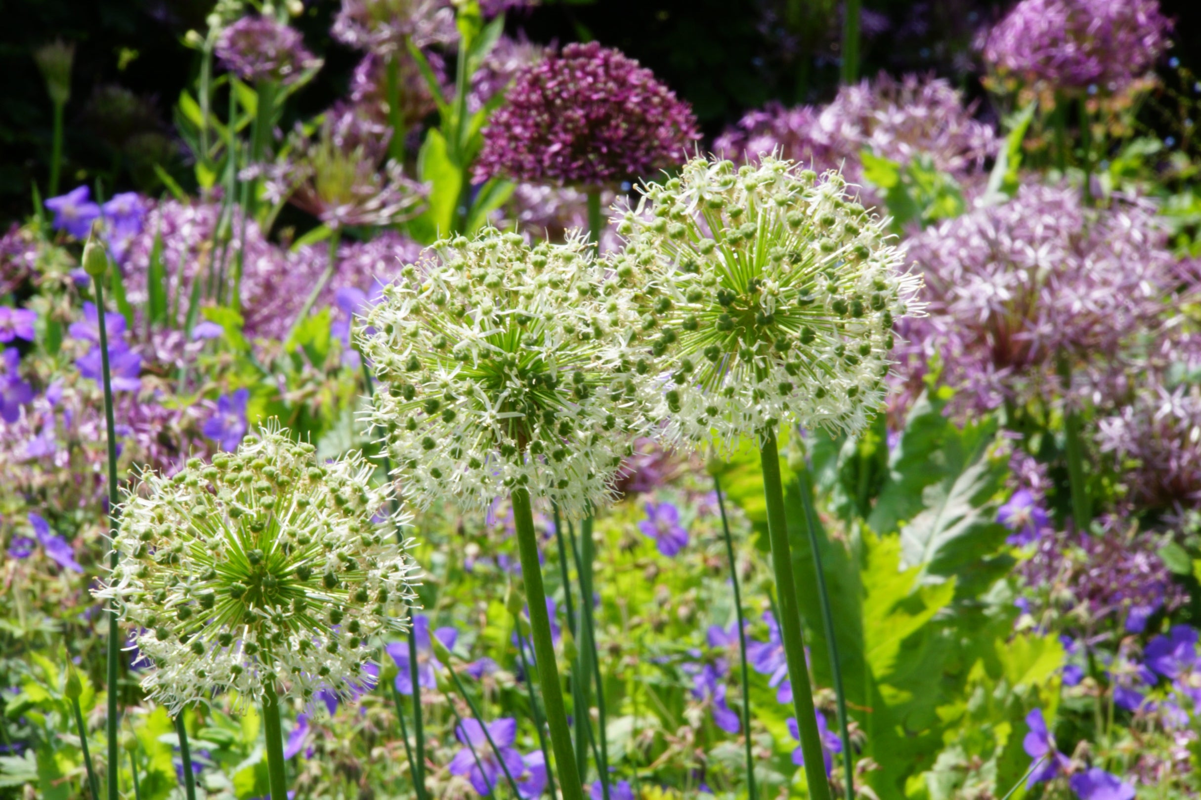 The garden at Kingston Lacy | Dorset | National Trust