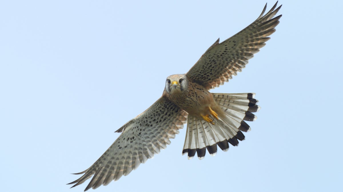 Shottermill to Marley Common walk | Surrey | National Trust