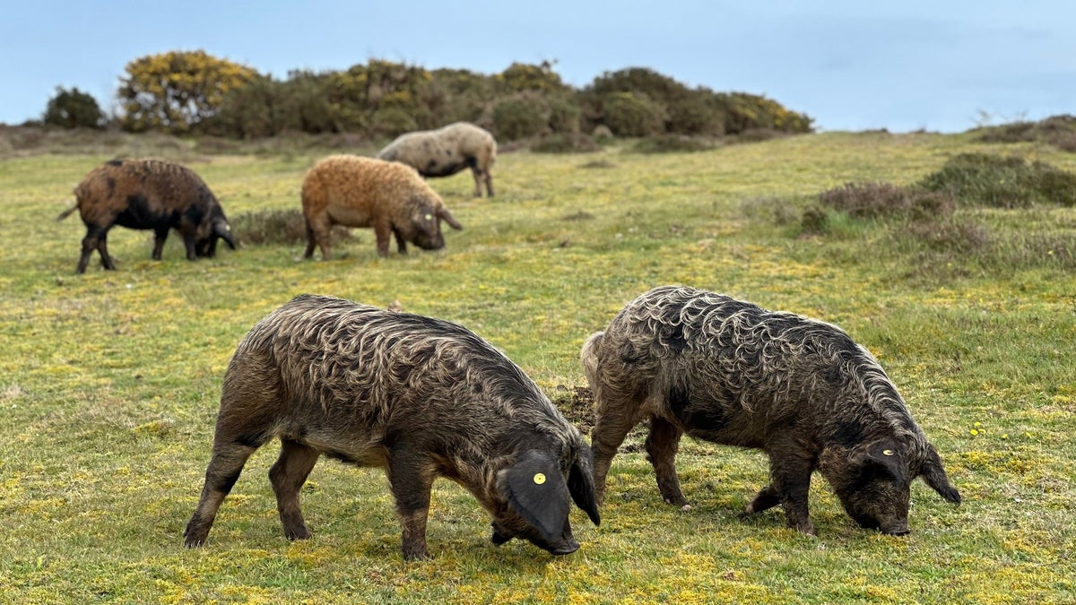 Pigs grazing on Purbeck Heaths NNR | National Trust