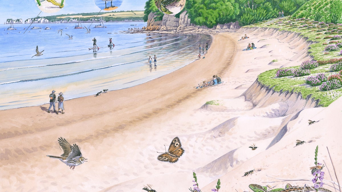 Nature reshaping Middle Beach | National Trust