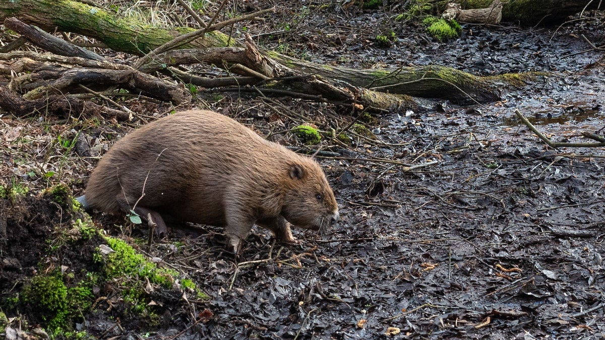 Beavers released into the wild in Purbeck | National Trust