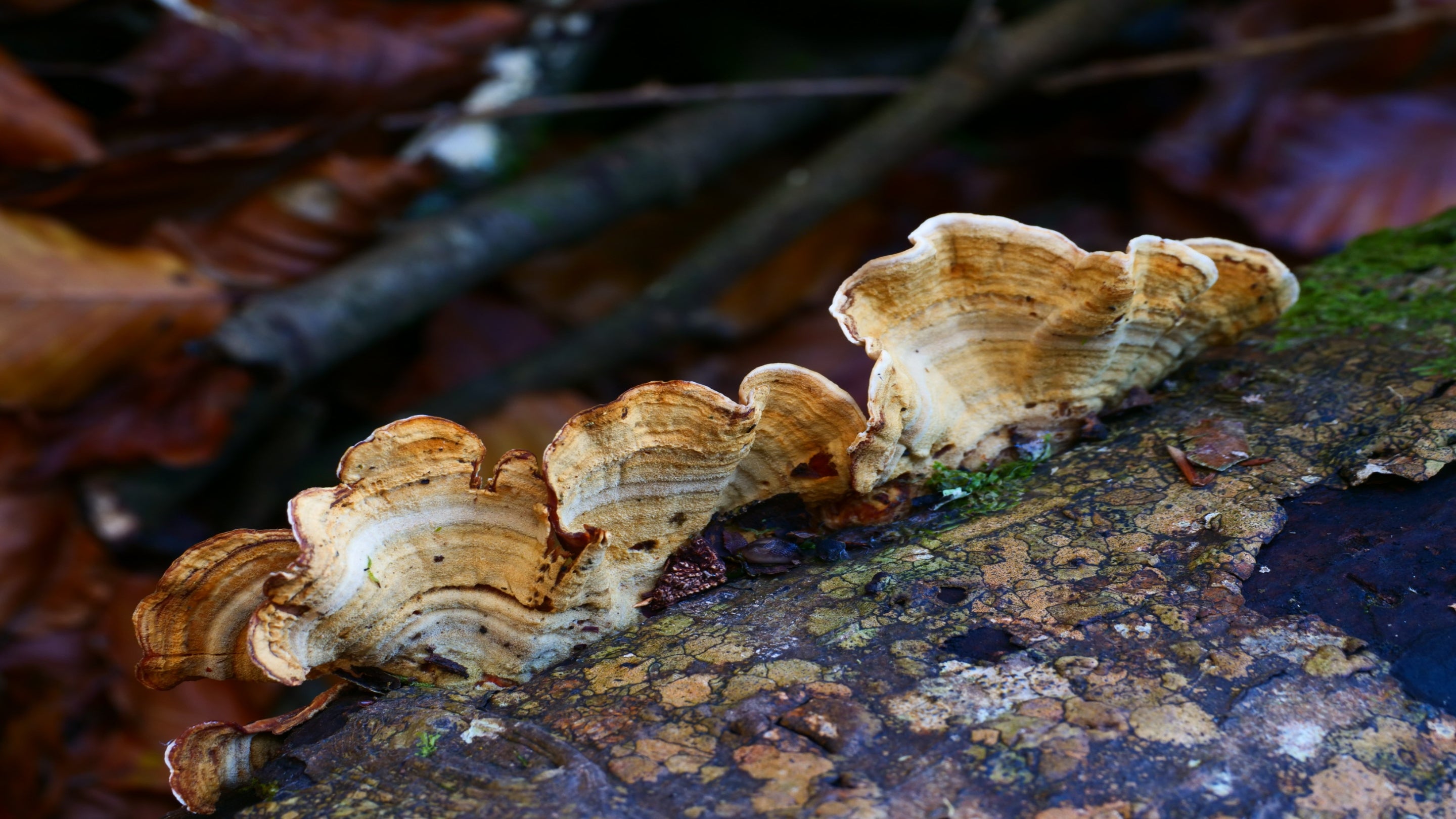 Studland Bay | Dorset | National Trust