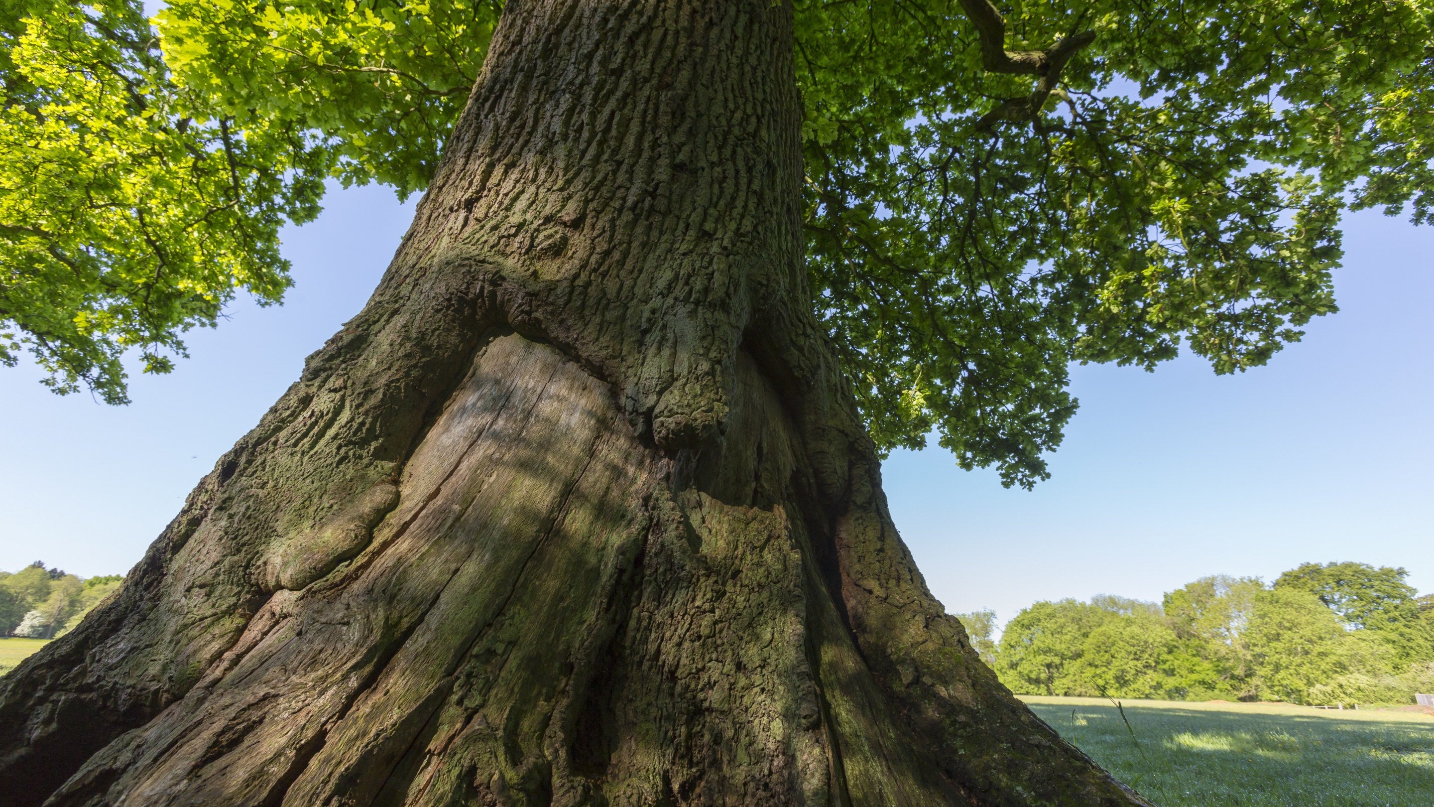 Ancient Woodland at Ashridge|Hertfordshire | National Trust